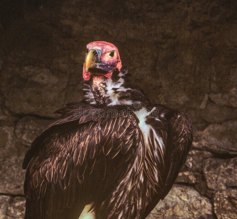 Turkey Hawk in Cave in German Stock Photo - Image of wildlife, beak ...