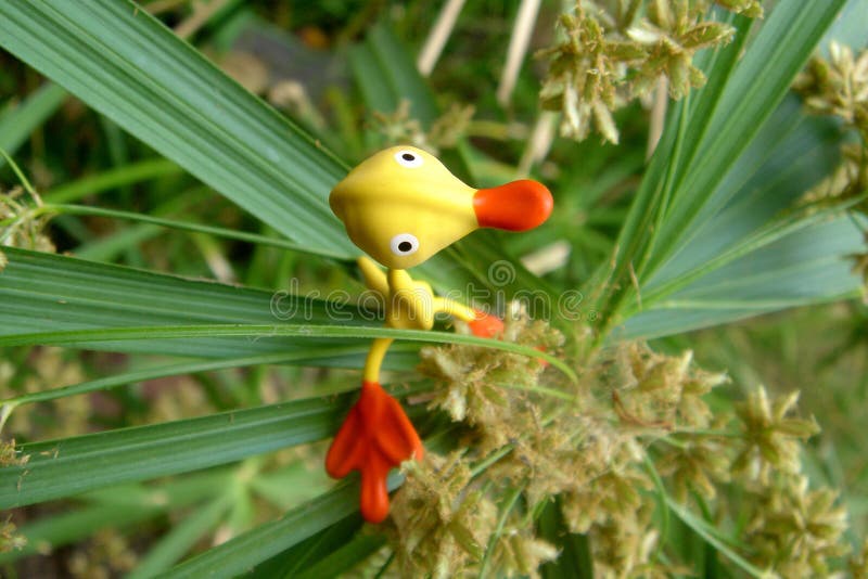 Quizzical Duck stock photo. Image of life, plant, ducky - 142178