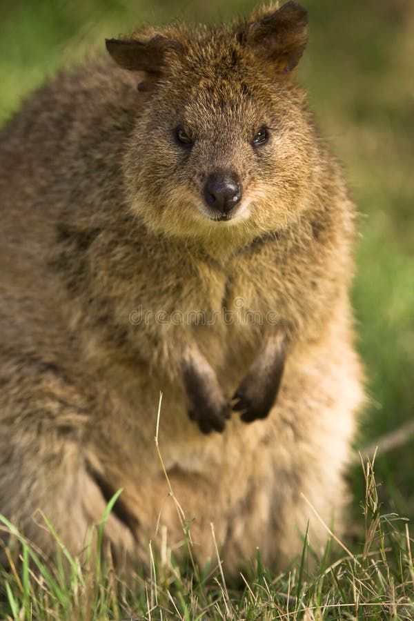 Quokka with Baby stock image. Image of parent, australia - 87443