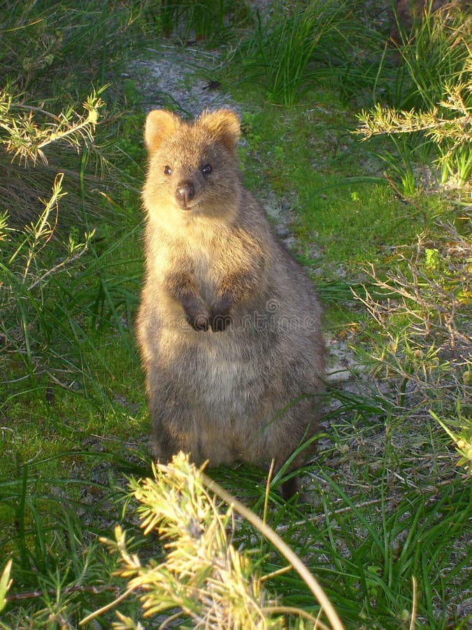 Quokka with Baby stock image. Image of parent, australia - 87443