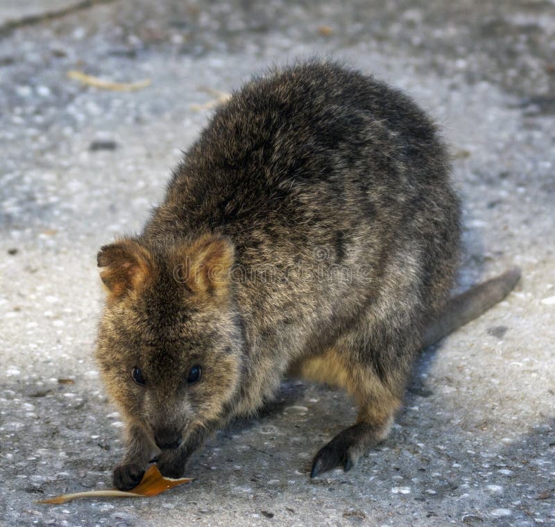 Quokka with Baby stock image. Image of parent, australia - 87443