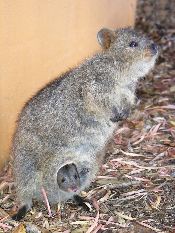 Quokka with Baby stock image. Image of parent, australia - 87443