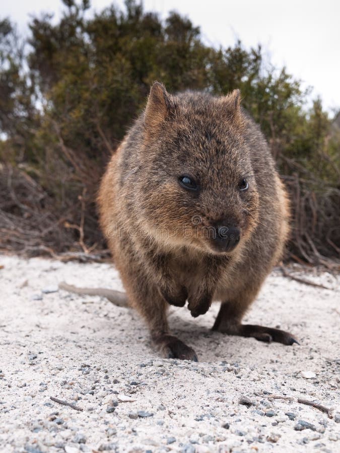 Quokka with Baby stock photo. Image of small, parent, australia - 87442