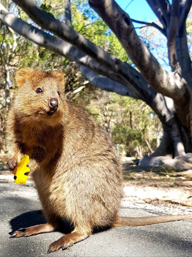 Quokka Photos Stock - Téléchargez 245 Photos libres de droits