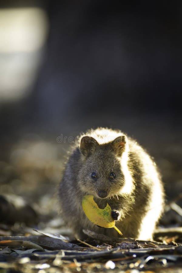 Quokka eating leaf stock image. Image of wildlife, outdoors - 14966593