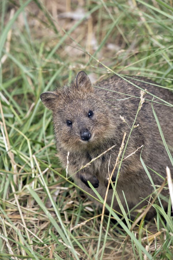 Quokka in grass stock photo. Image of side, animal, view - 108023322