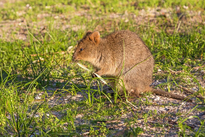 Quokka op Rottnest-Eiland stock foto. Image of australisch - 79669524