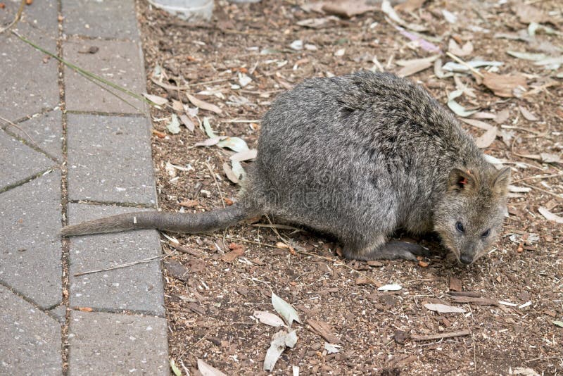 Quokka with long tail stock photo. Image of quokka, brown - 115270392