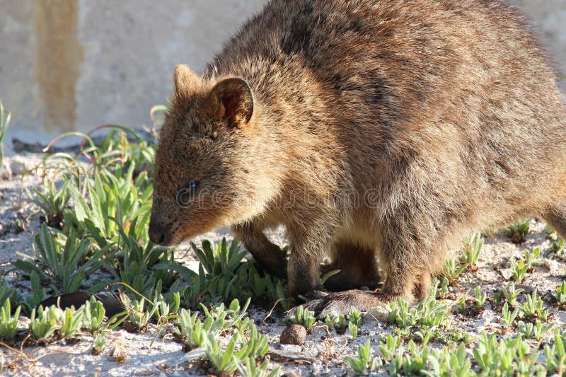 Quokka at Rottnest Island (australia) Stock Image - Image of mammal ...