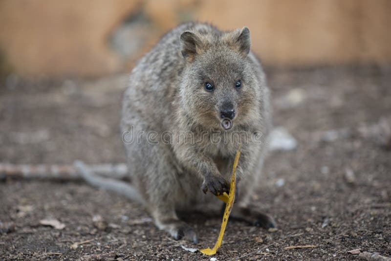 Quokka Setonix brachyurus stock image. Image of quokka - 211515617
