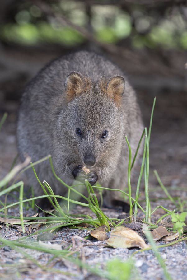 Quokka Setonix brachyurus stock image. Image of west - 211515623