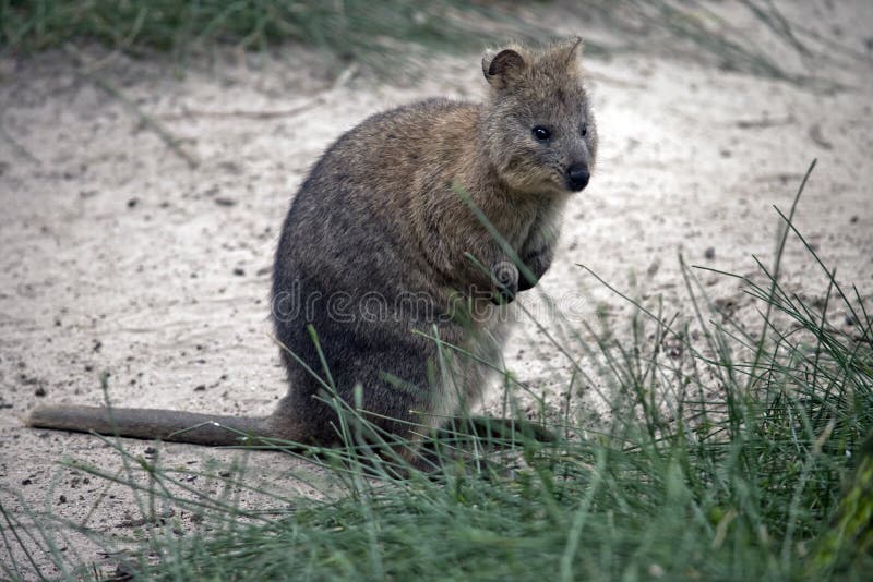 Quokka is standing stock image. Image of standing, marsupial - 117682545