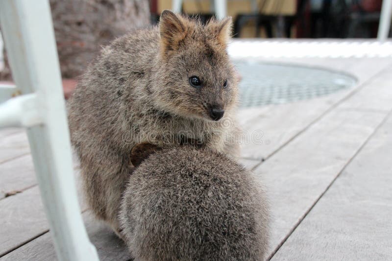 Quokkas at Rottnest Island (australia) Stock Image - Image of wild ...