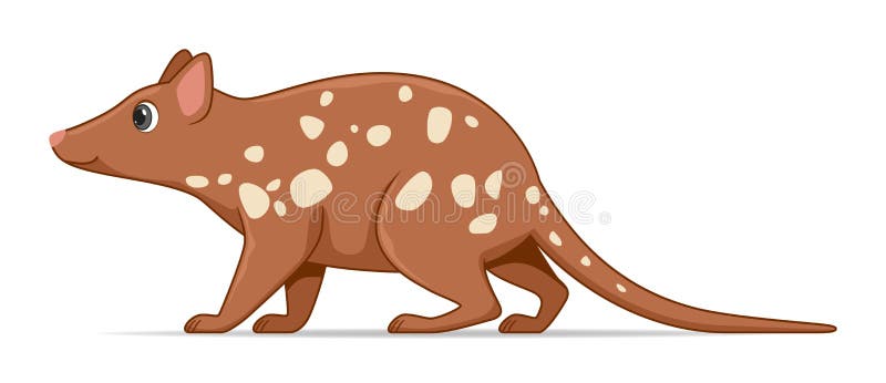 Quoll Animal Standing on a White Background Stock Illustration ...
