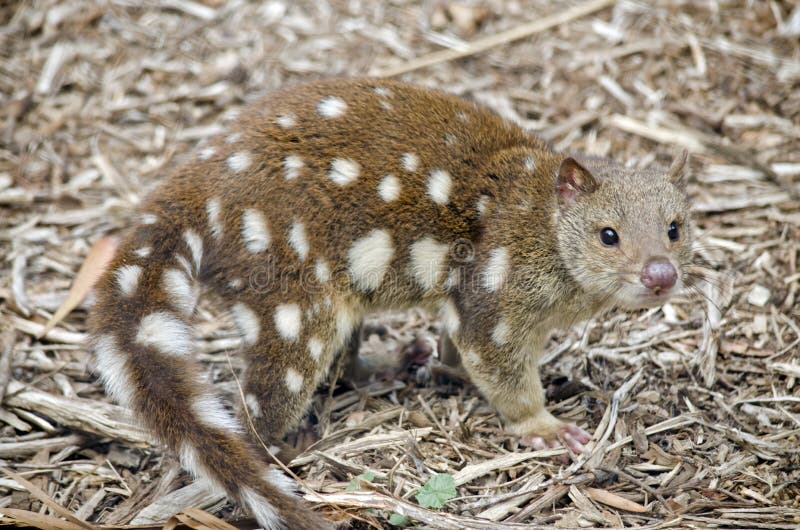 Quoll stock image. Image of australia, animal, marsupial - 99212429