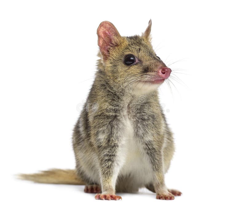 Quoll isolated on white stock photo. Image of shot, dasyurus - 67205448
