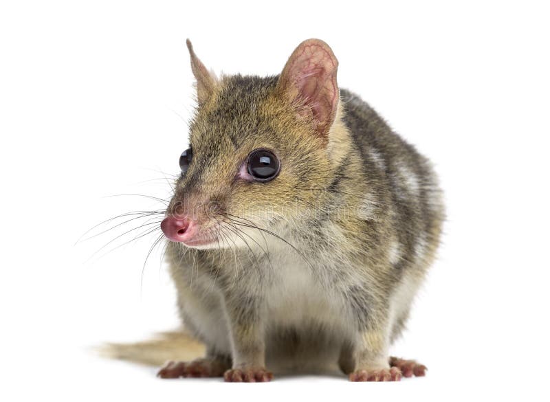 Quoll Sitting and Looking at the Camera, Isolated on White Stock Photo ...