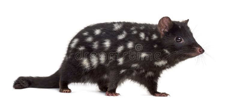 Quoll isolated on white stock photo. Image of quoll, female - 67205544