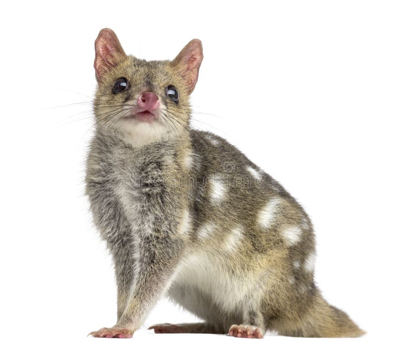 Quoll, isolated on white stock photo. Image of isolated - 67205582