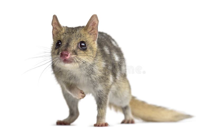 Eastern Spotted Quoll stock photo. Image of wild, scavenger - 35687788
