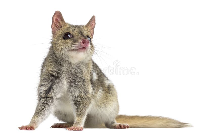 Quoll Sitting and Looking at the Camera, Isolated on White Stock Photo ...