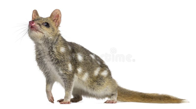 Quoll isolated on white stock photo. Image of animal - 67206158
