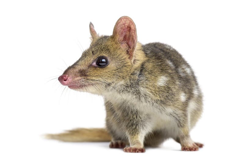 Quoll Looking Away, Isolated on White Stock Photo - Image of quoll ...