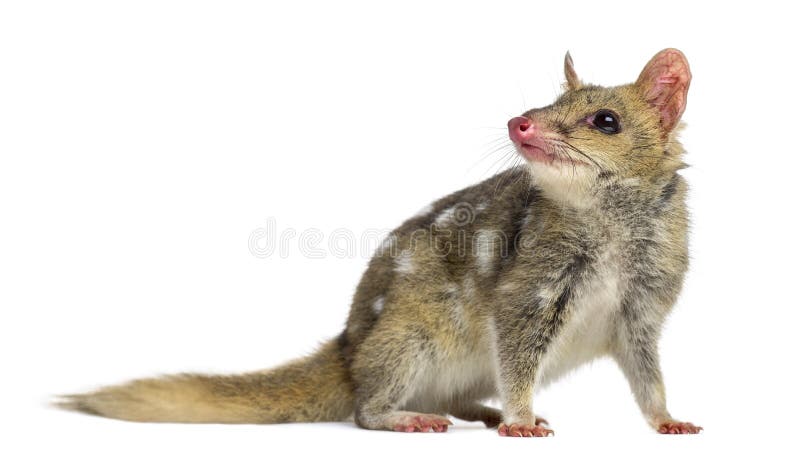 Quoll Looking at Camera stock image. Image of brown - 104092801