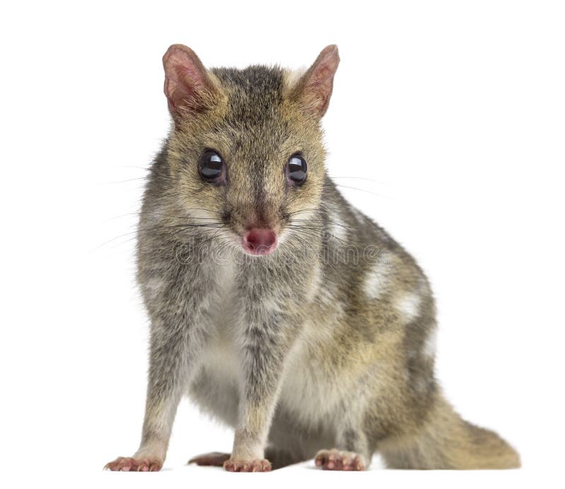 Quoll Looking at Camera stock image. Image of brown - 104092801