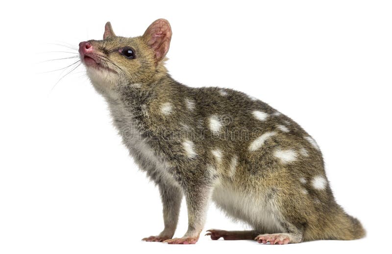 Quoll Looking Away, Isolated on White Stock Photo - Image of quoll ...