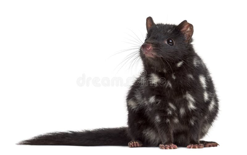 Quoll Sitting, Isolated on White Stock Image - Image of nocturnal, side ...