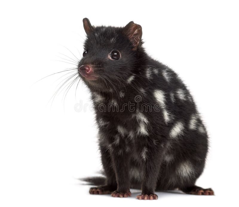 Quoll Sitting and Looking at the Camera, Isolated on White Stock Photo ...