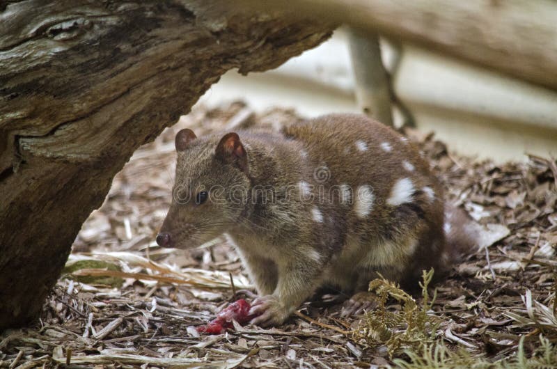 Quoll stock image. Image of teeth, white, pink, marsupial - 99213791