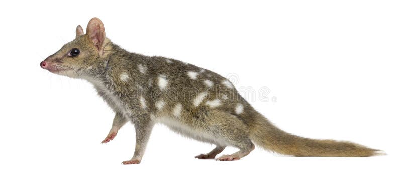 Quoll Isolated White Stock Photos - Free & Royalty-Free Stock Photos ...