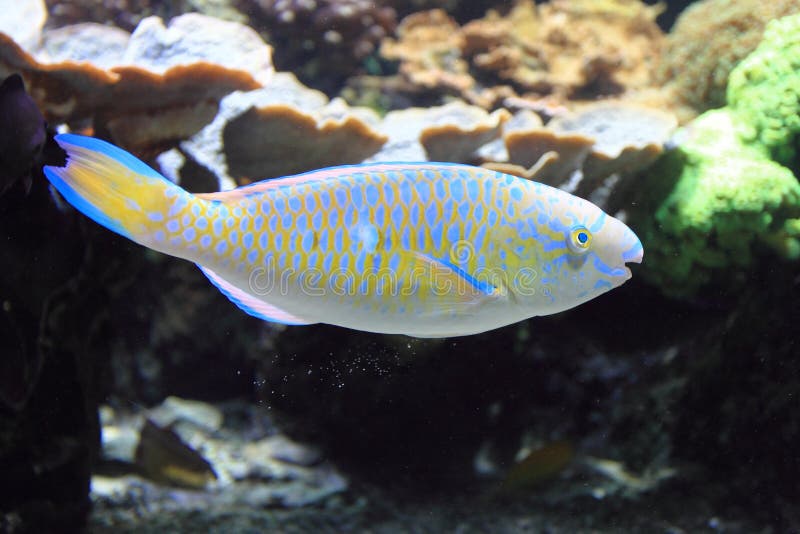 Quoyi Parrotfish Stock Photos - Free & Royalty-Free Stock Photos from ...
