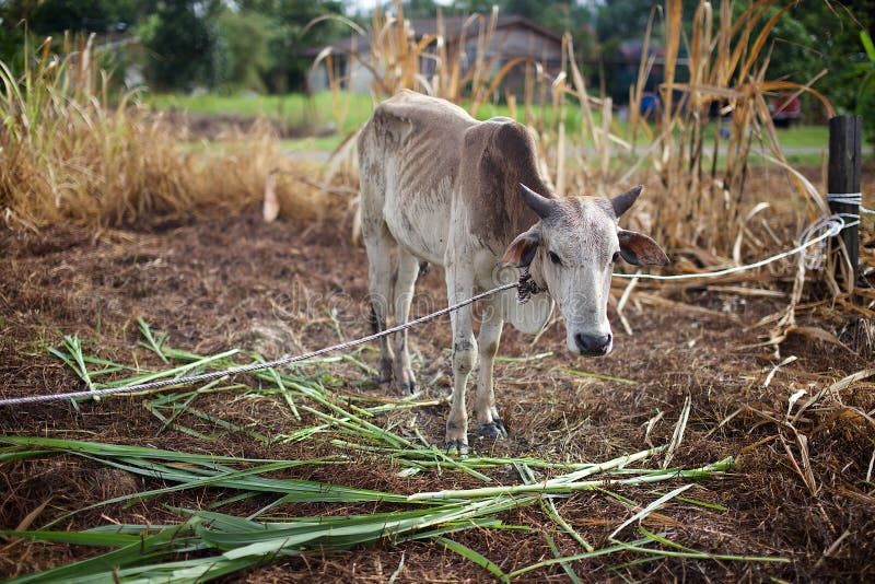 Qurbani Cow stock photo. Image of korban, cows, raya - 50845720