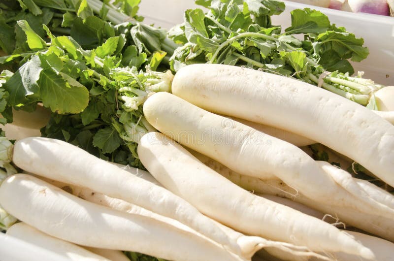 Manojos Del Rábano De Daikon Foto de archivo - Imagen de fresco ...