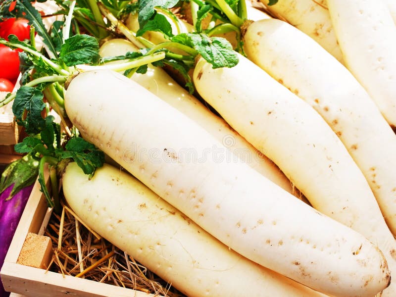 Rábano del blanco chino foto de archivo. Imagen de chino - 57048070
