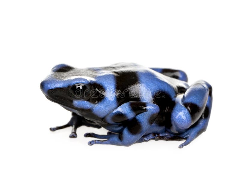 Râ Azul E Preta Do Dardo Do Veneno - Aura De Dendrobates Foto de Stock ...