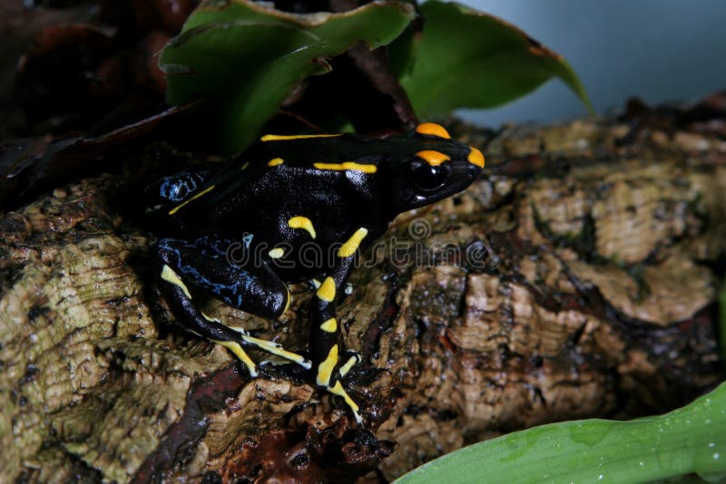 Rã De Tingidura Do Dardo Do Veneno De Alanis, Tinctorius De Dendrobates ...