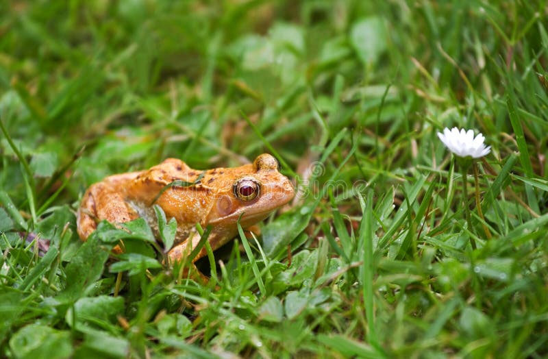 Rã Do Albino Com Olhos Vermelhos Foto de Stock - Imagem de nave, olhar ...