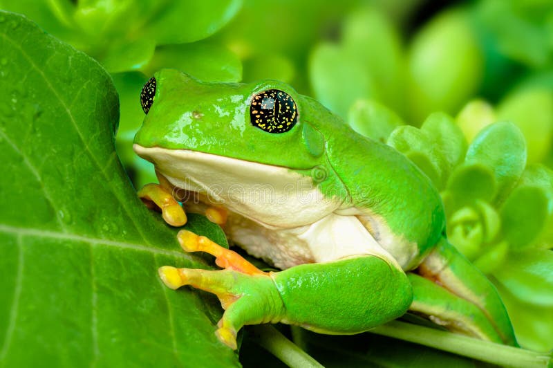 Rã Mexicana Da Folha, Dacnicolor De Pachymedusa Foto de Stock - Imagem ...
