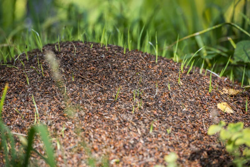 Colonie Des Fourmis Photos Stock - Téléchargez 1,175 Photos libres de ...