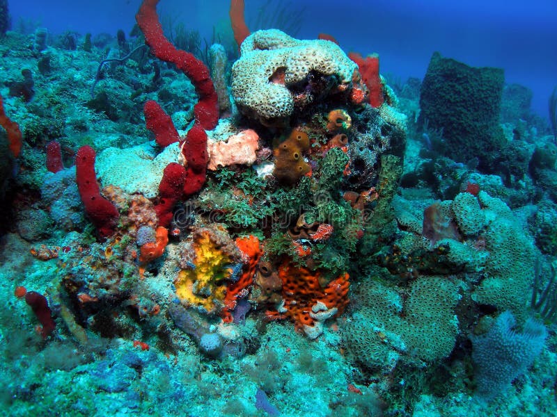 Récif coralien photo stock. Image du tige, ciel, surface - 26455322