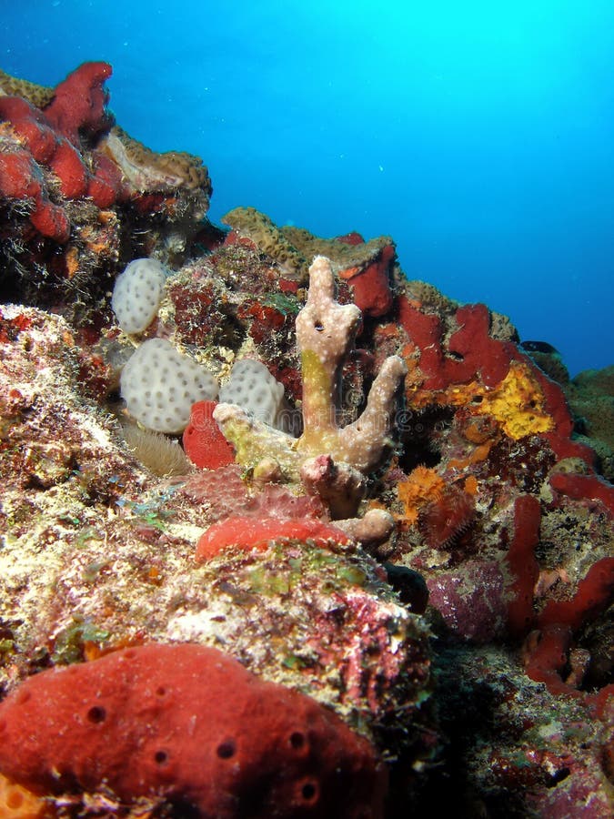 Récif Corallien Près De Cayo Largo, Cuba Image stock - Image of colonie ...