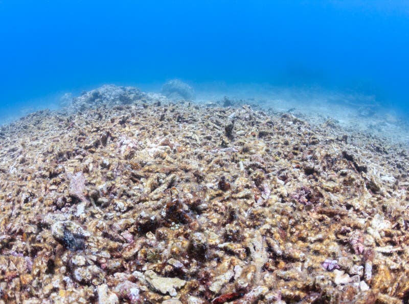 Corail blanchi et mort image stock. Image du blanchi - 42297071