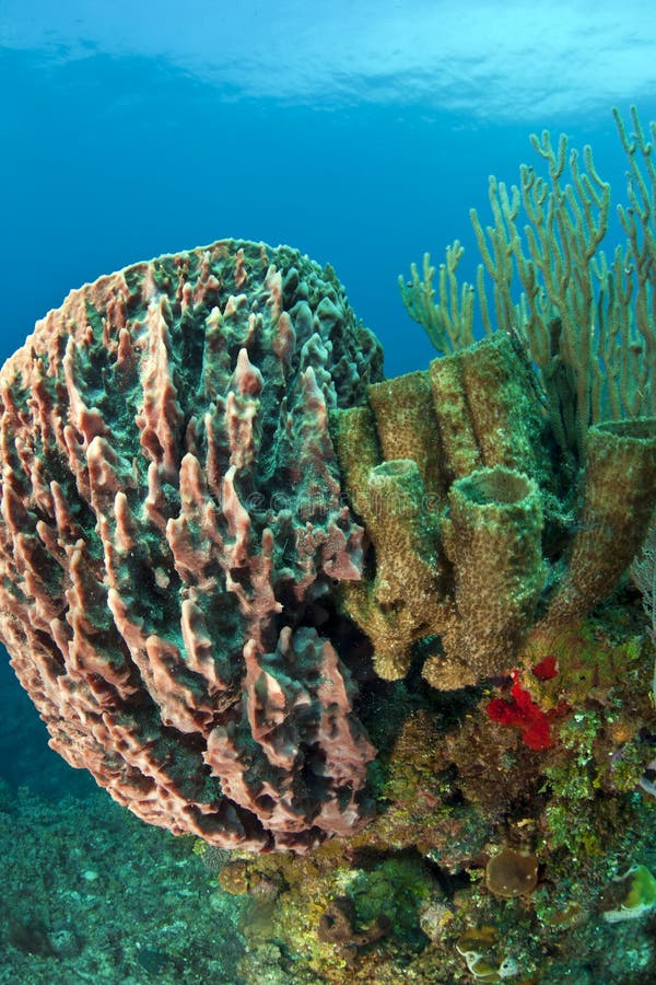 Récif Coralien Des Caraïbes Image stock - Image du honduras, wrasse ...
