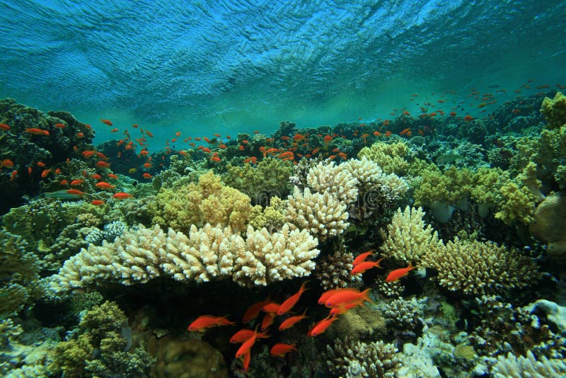 Récif de corail d'Hawaï photo stock. Image du hawaï, aventure - 9376024