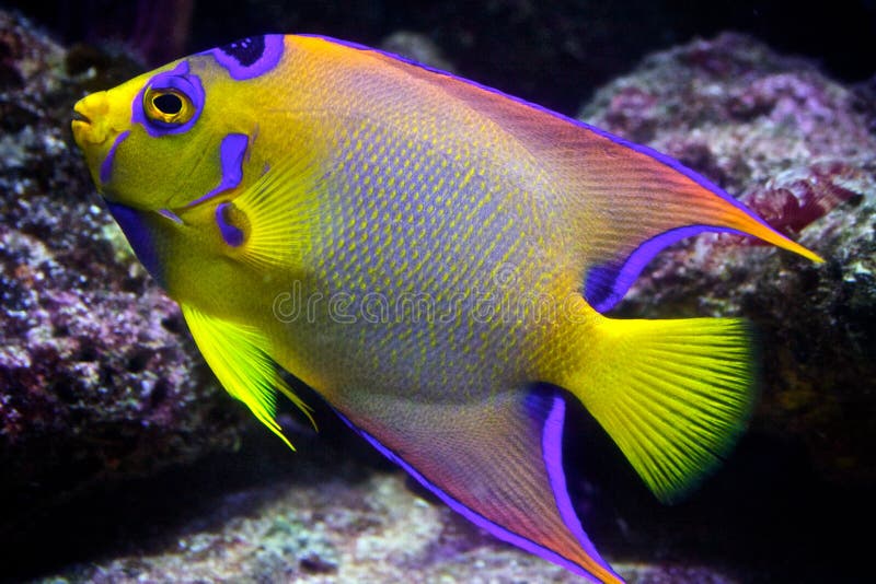 Récif de poissons tropical image stock. Image du atlantide - 10173443