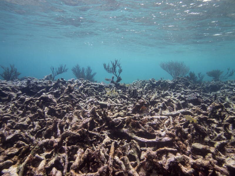 Récif mort photo stock. Image du récif, corail, blanchiment - 62520876